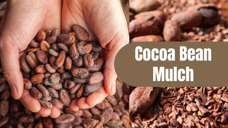 Cocoa Bean Mulch